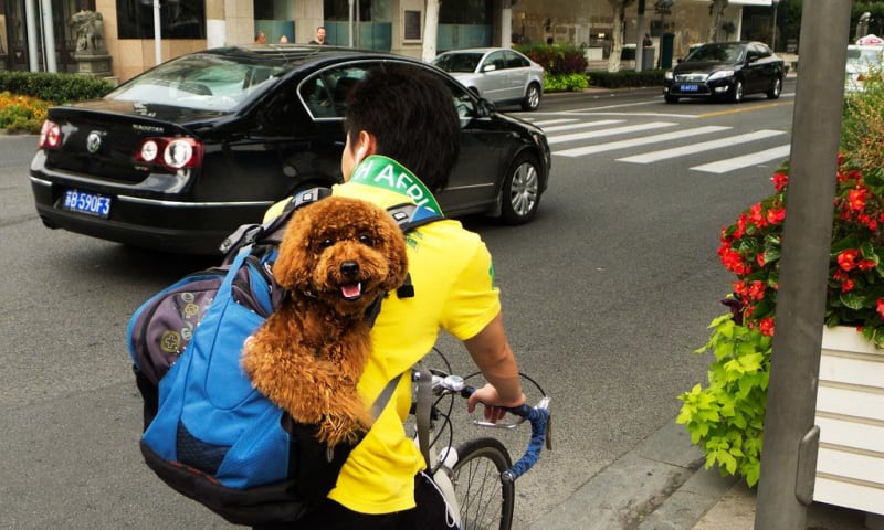 Dog Lover's Guide to Shanghai